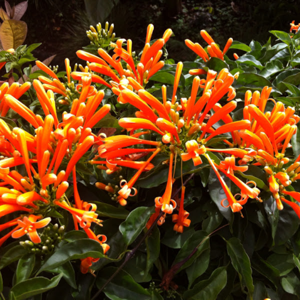 Collar de la reina, aretes | Project Noah