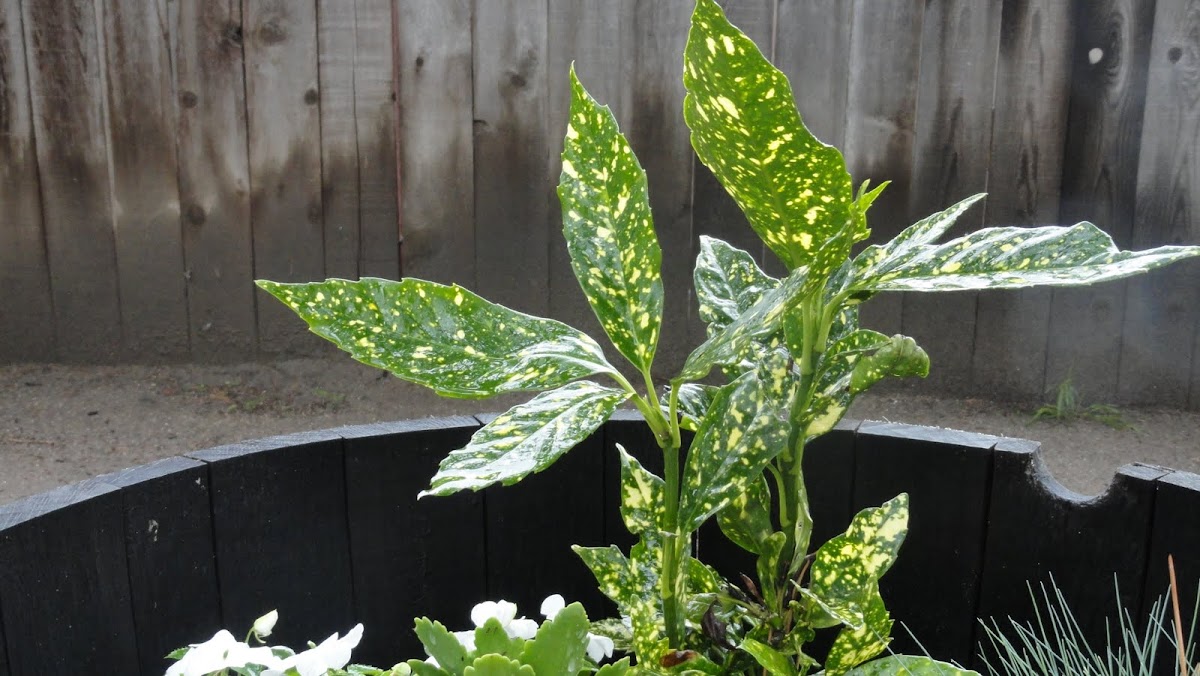 Green and yellow sun plant | Project Noah