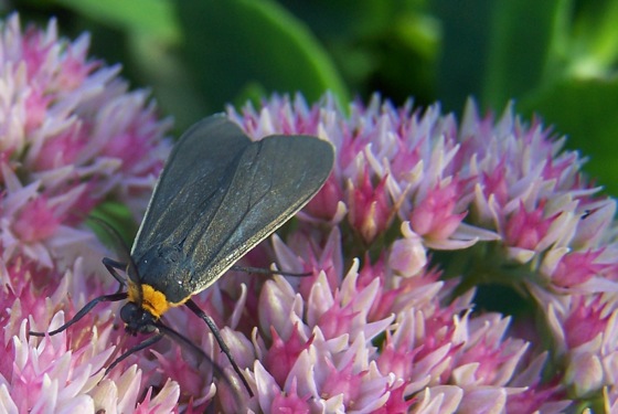 Yellow-collared Scape Moth | Project Noah