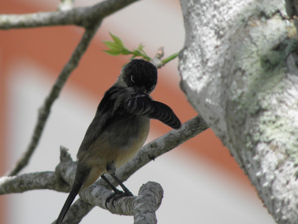 white collared seedeater | Project Noah