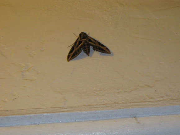 Vine Sphinx Moth | Project Noah