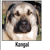 Olympic Dogs : olympicdogs.net