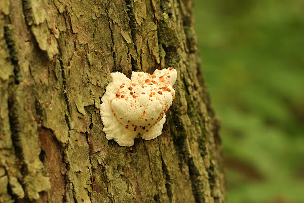Bleeding Tooth Fungus | Project Noah
