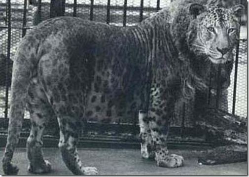 Frogger en el Mundo: El Leopon, Hibrido entre Leopardo y Leon