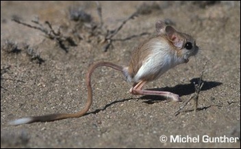 Vreemde/ gekke dieren - Pagina 2