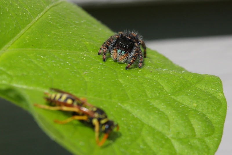 Macro Shots - Green Bee and Jumping Spider - NYFalls.com Talk