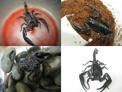 H. Longimanus Captive Breeding Program | Just another WordPress.com weblog