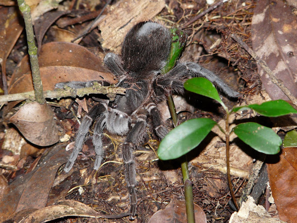 Brazilian Giant Tarantula | Project Noah