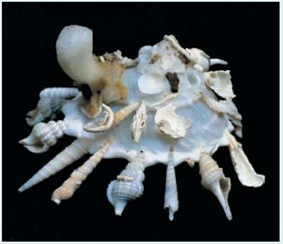 Caenogastropoda - Alchetron, The Free Social Encyclopedia