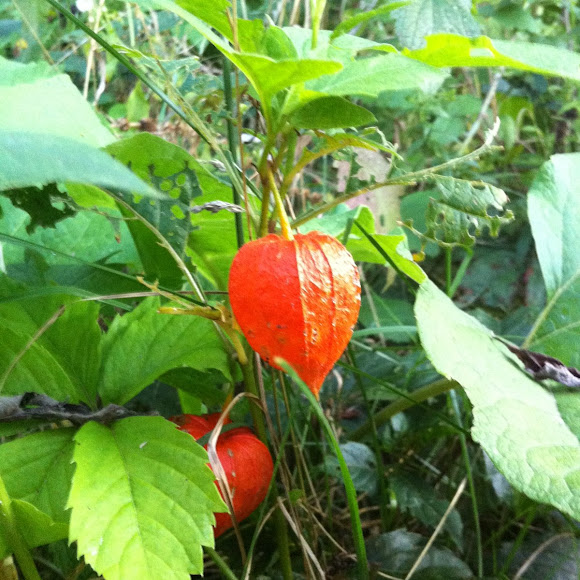 Unnamed spotting | Project Noah