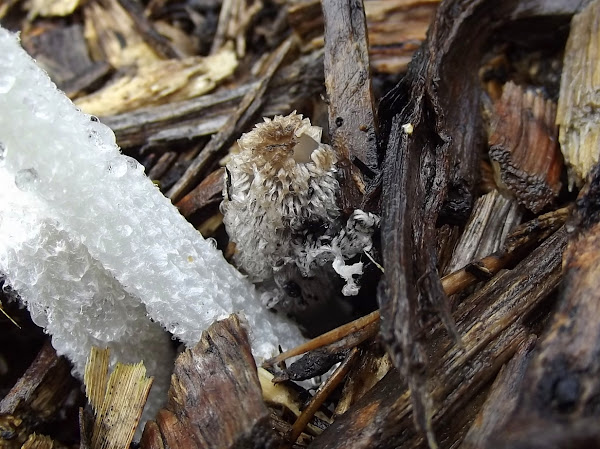 Grey shag (Ink cap) | Project Noah