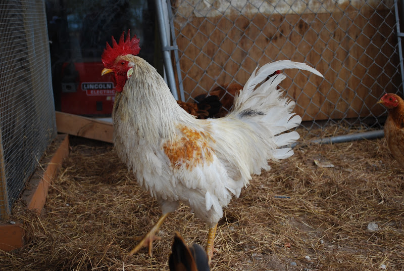 Help me figure out the breeds of these ROOS... | BackYard Chickens ...