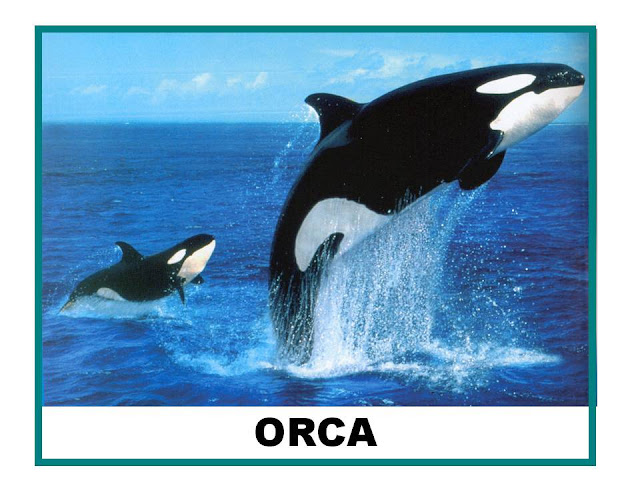 ORCA: FICHA DE LA ORCA - PRIMARIA