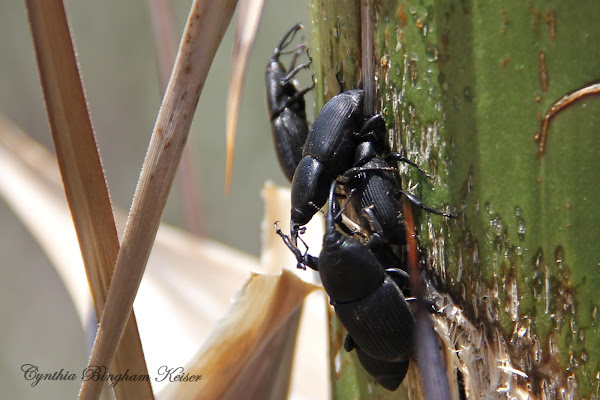 Yucca Weevil (Mating) | Project Noah