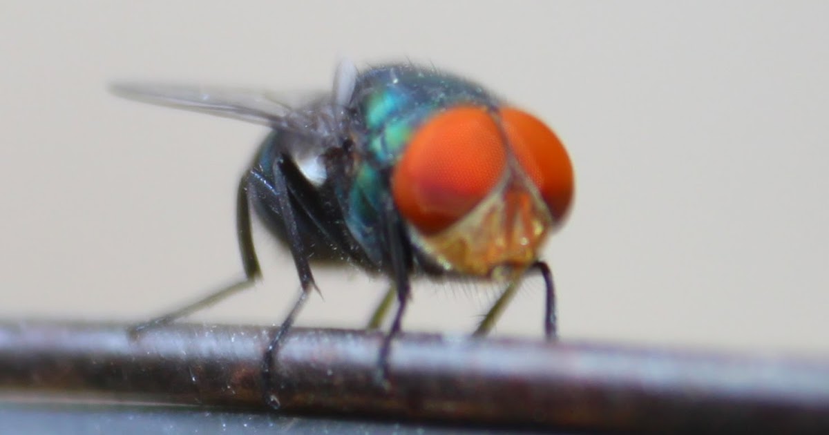 zoul1380 's The Daily Me!: Bangaw