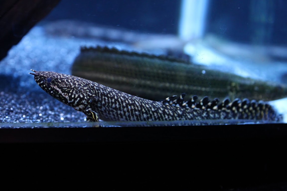 Gothic Fish! | Fish Forum