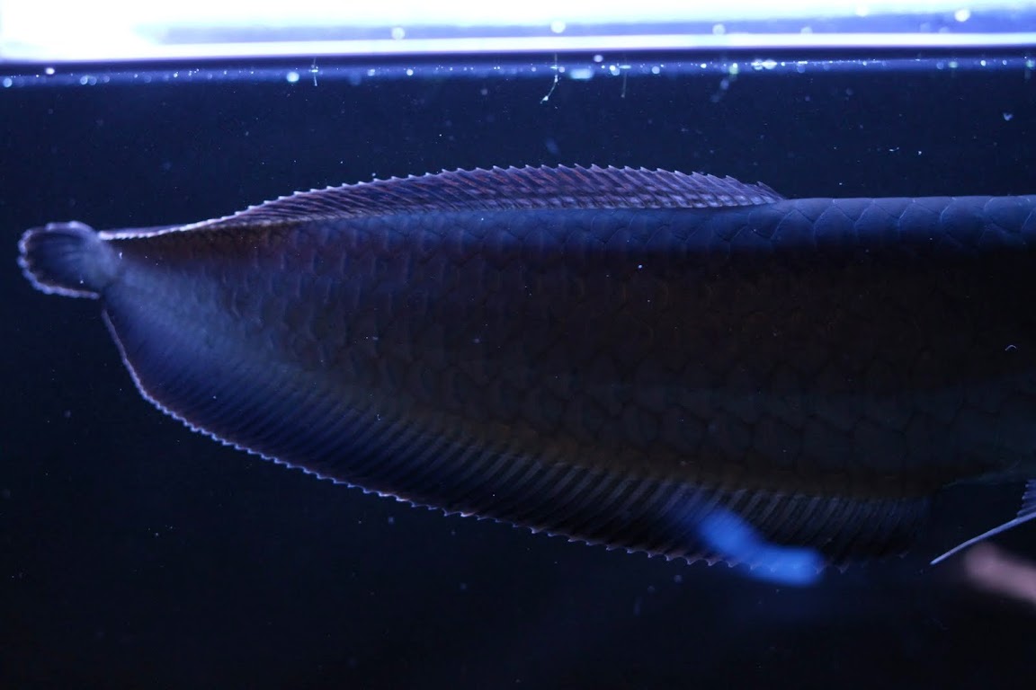 Update on my Black Aro Rescue. | MonsterFishKeepers.com