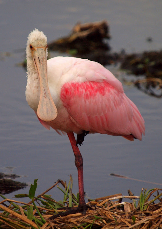 The Sunday BIRD Volume 5 Issue 46, March 21, 2010: Olympus SLR Talk ...