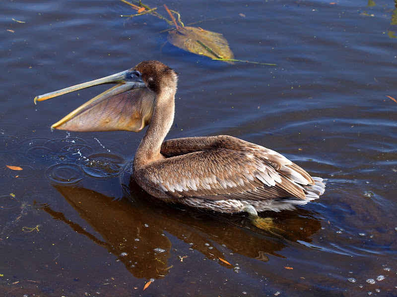 The Sunday BIRD Volume 5 Issue 46, March 21, 2010: Olympus SLR Talk ...