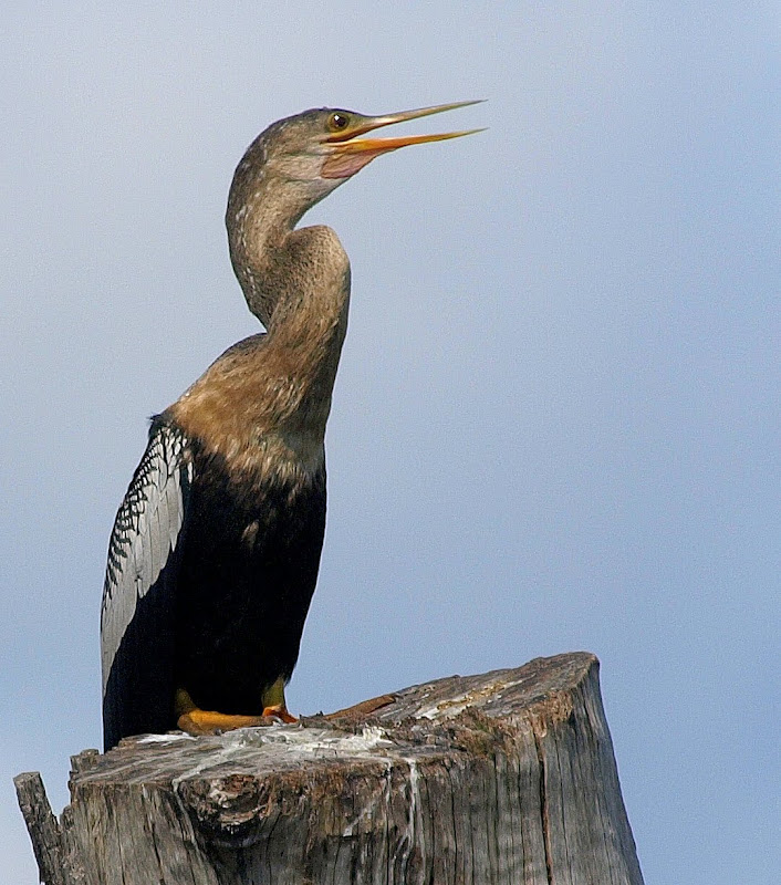 The Sunday Bird, Volume 5, Issue 23: October 11, 2009: Olympus SLR Talk ...