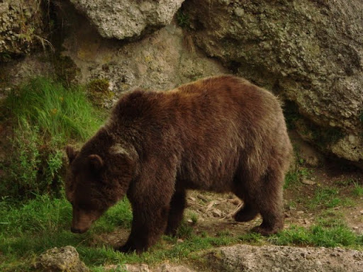 Frumusetile naturii: Urs brun