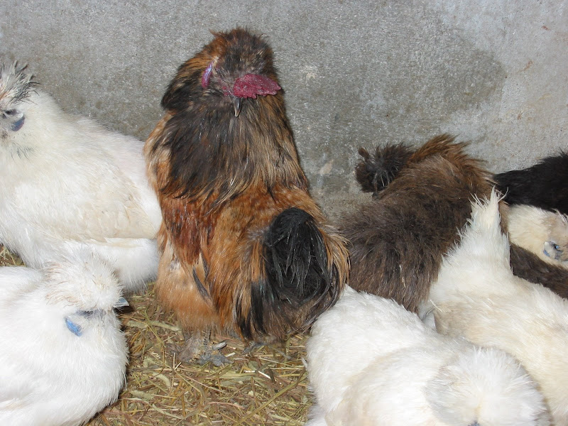 The Food-Web and The Family Garden: Our Chinese chickens!