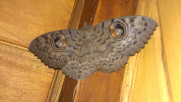 Great Owl moth | Project Noah