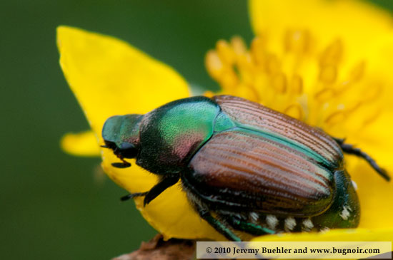 bug noir: Lazy Bugs and Flowers Sunday