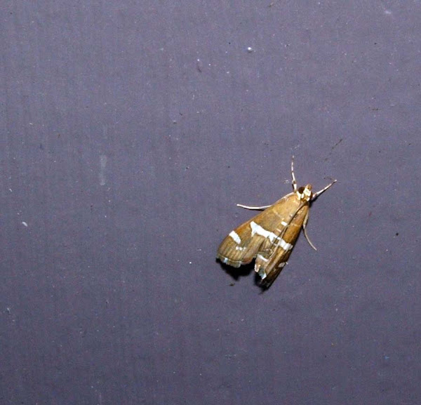 Beet Web Worm | Project Noah