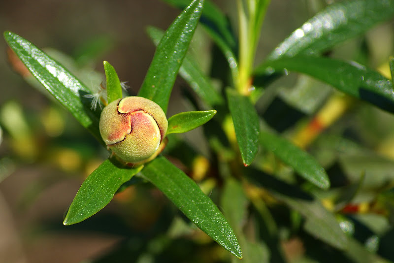 Flor da esteva - Momentos e Olhares