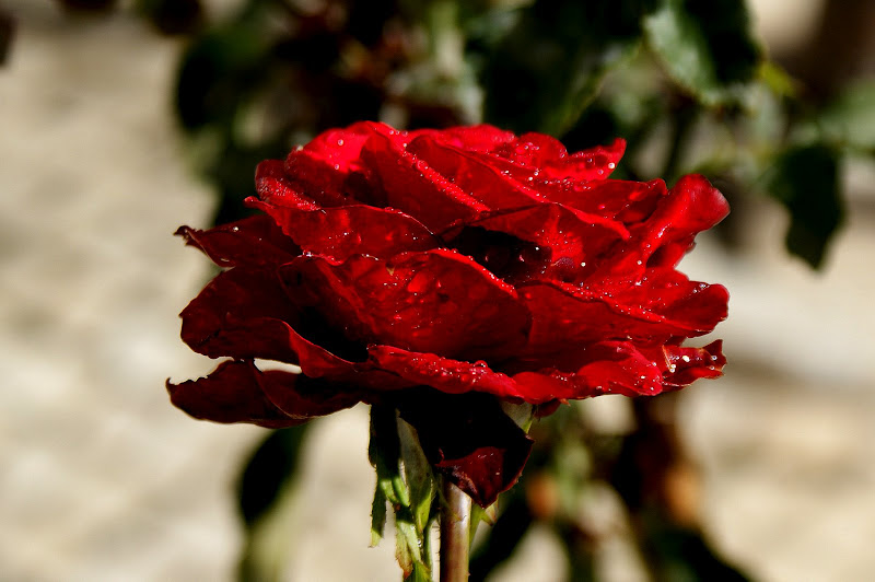Gotas de chuva - Momentos e Olhares