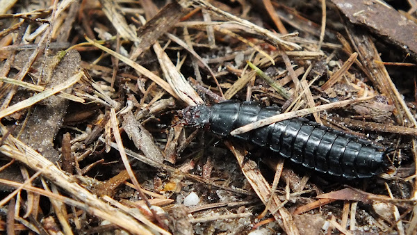 Leatherback ground beetle | Project Noah