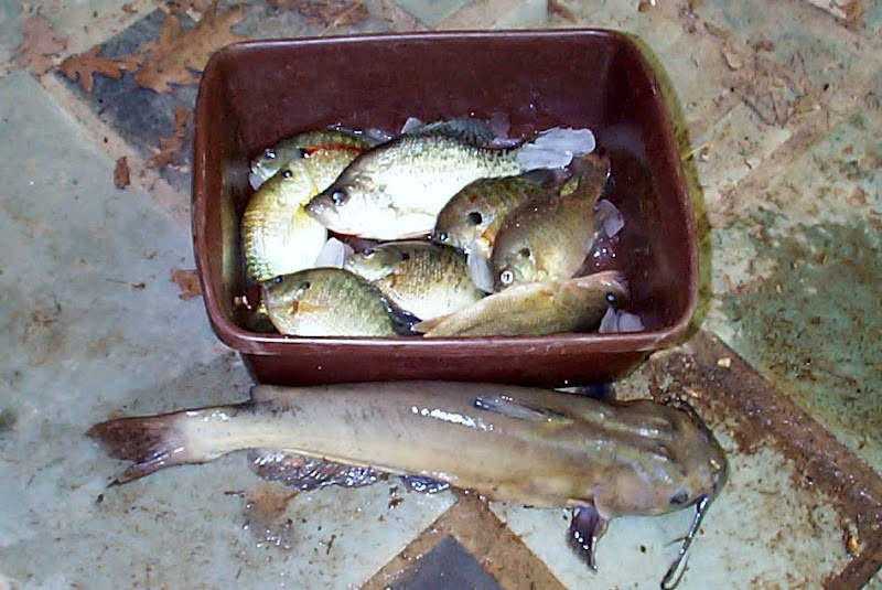 One Nightcrawler and 20 Minutes - Pond Boss Forum