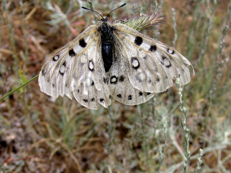 Photos de Parnassiinae II