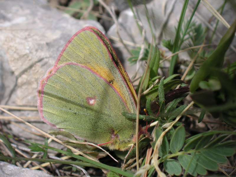 Été 2006 : Expédition au Kyrgyzistan