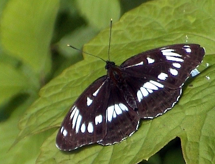 Voyage entomologique en Oussouri