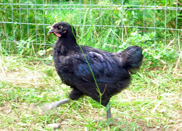 Post Your Java Pics Here Black, Mottled, White, Auburn | BackYard ...