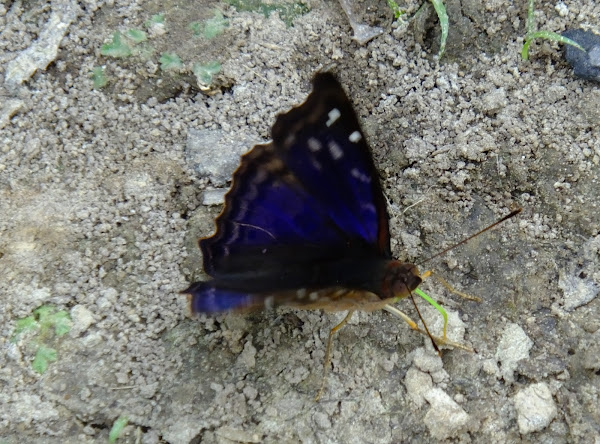 Agathina Emperor | Project Noah