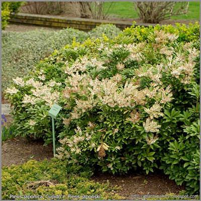 Plant Gallery - Encyklopedia Roślin: Pieris japonica 'Cupido' - Pieris ...