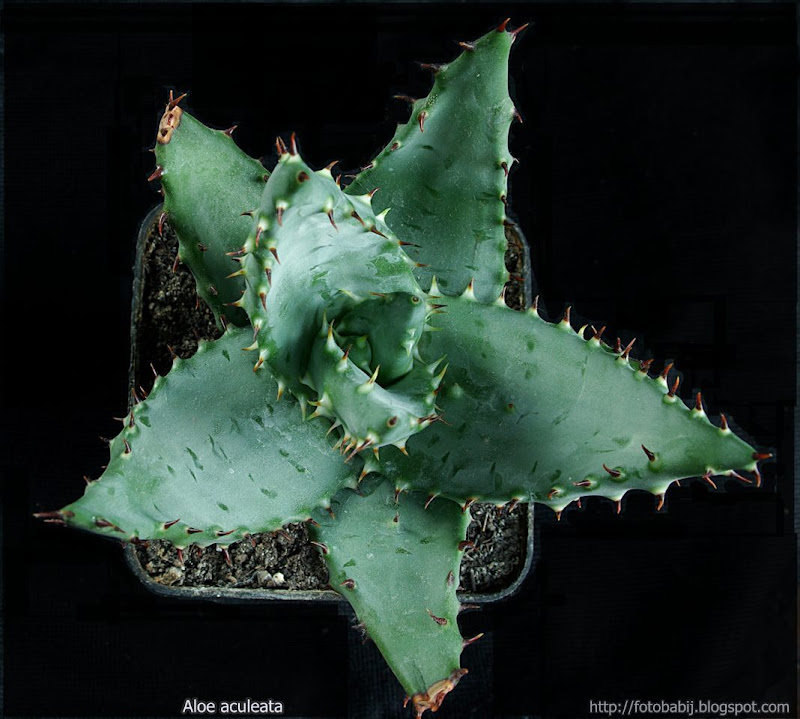 Plant Gallery - Encyklopedia Roślin: Aloe aculeata - Aloes