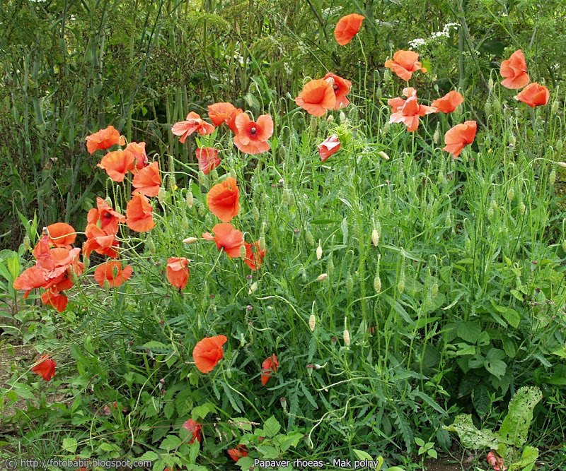 Plant Gallery - Encyklopedia Roślin: Papaver rhoeas - Mak polny