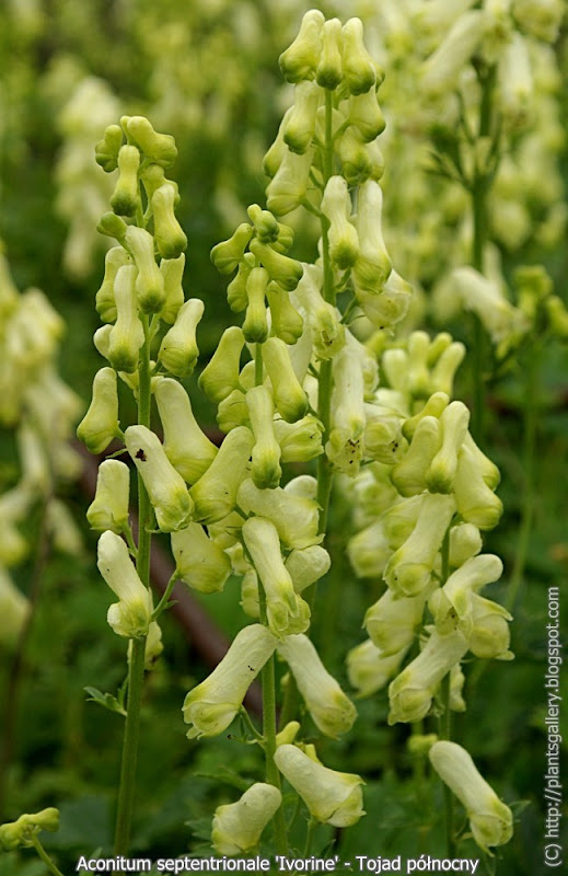 Plant Gallery - Encyklopedia Roślin: Aconitum septentrionale 'Ivorine ...
