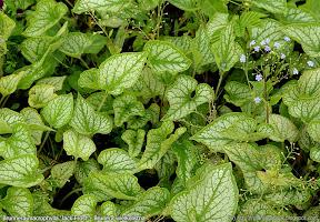 Plant Gallery - Encyklopedia Roślin: Brunnera species and varieties ...