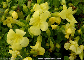Plant Gallery - Encyklopedia Roślin: Mimulus species and varieties ...