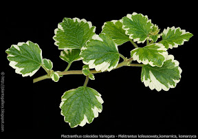 Plant Gallery - Encyklopedia Roślin: Plectranthus - Plektrantus gatunki ...