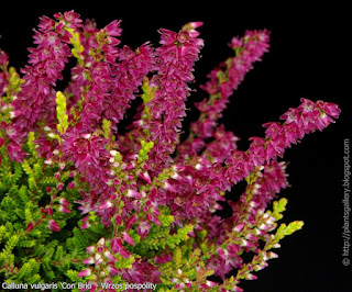 Plant Gallery - Encyklopedia Roślin: Calluna vulgaris species and ...