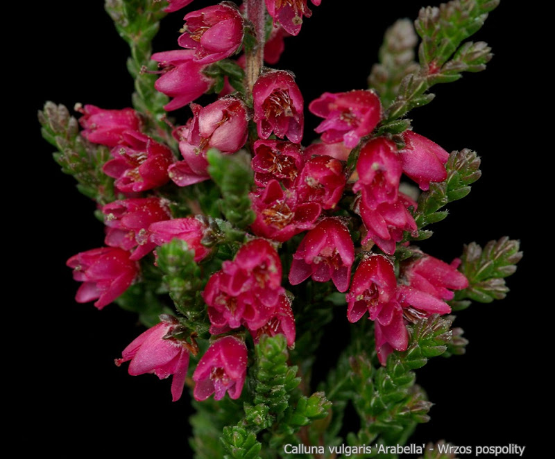 Plant Gallery - Encyklopedia Roślin: Calluna vulgaris 'Arabella ...