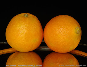 Plant Gallery - Encyklopedia Roślin: Citrus species and varieties ...