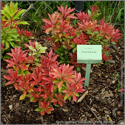 Plant Gallery - Encyklopedia Roślin: Pieris japonica 'Carnaval ...