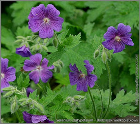 Plant Gallery - Encyklopedia Roślin: Geranium species and varieties ...